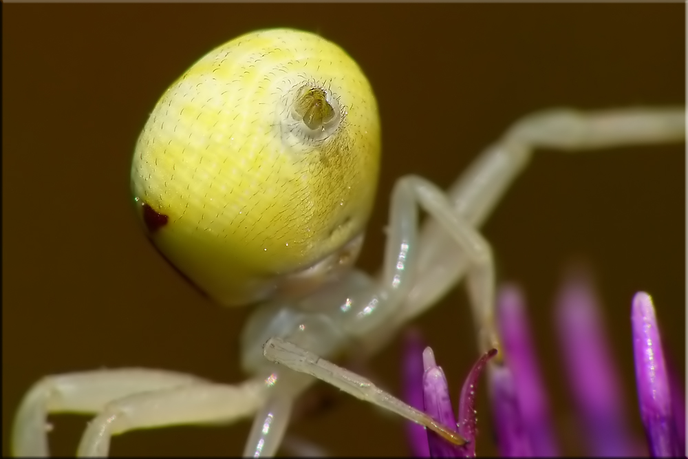 Popo-Bild Foto & Bild | tiere, wildlife, spinnen Bilder auf fotocommunity