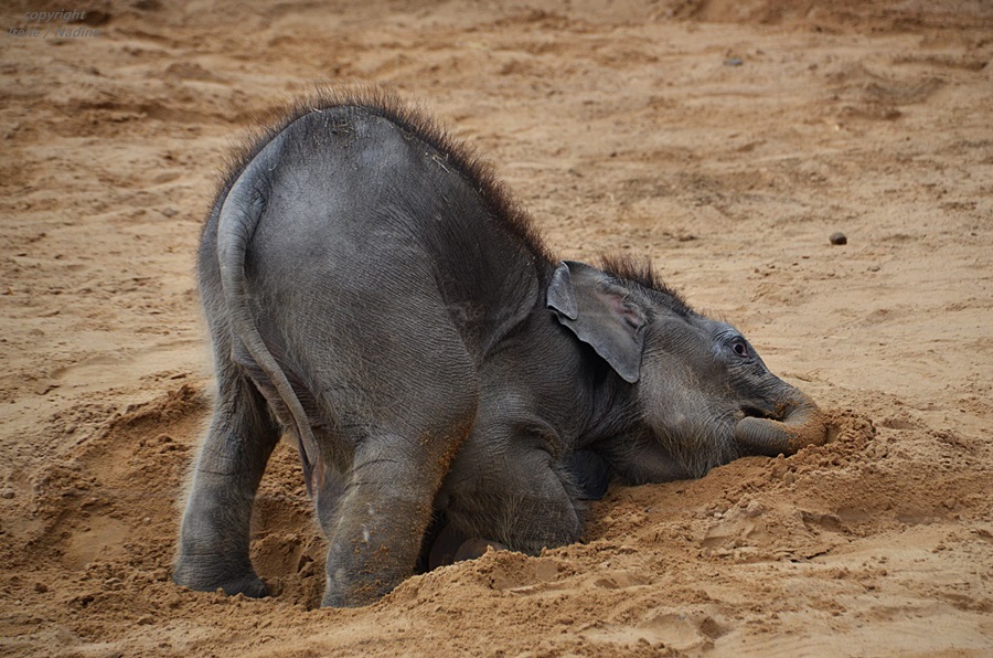 POPO in die HÖH :-) Foto & Bild | tiere, zoo, wildpark & falknerei ...