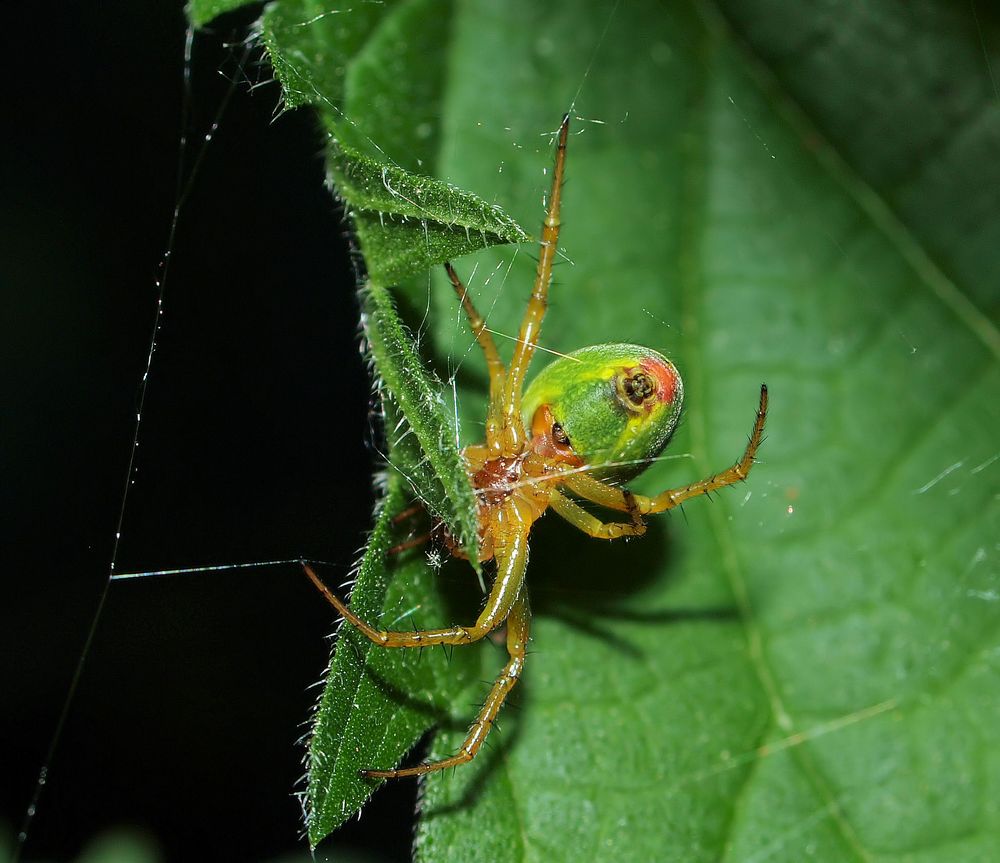 Popo ist rot ..... Foto & Bild | tiere, wildlife, spinnen Bilder auf ...