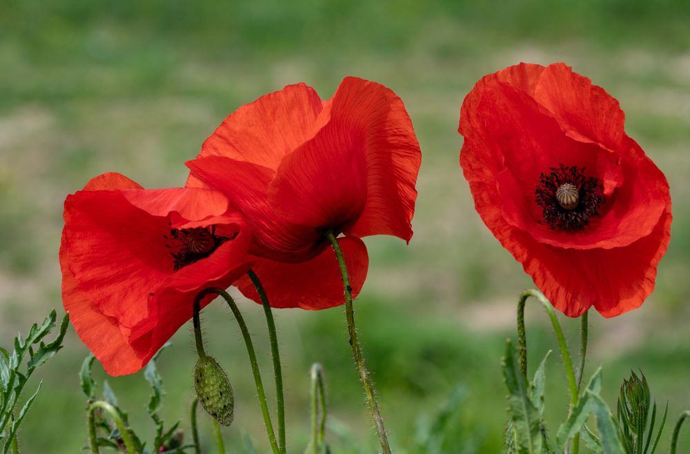 Poppy Foto & Bild | pflanzen, pilze & flechten, blüten- & kleinpflanzen ...