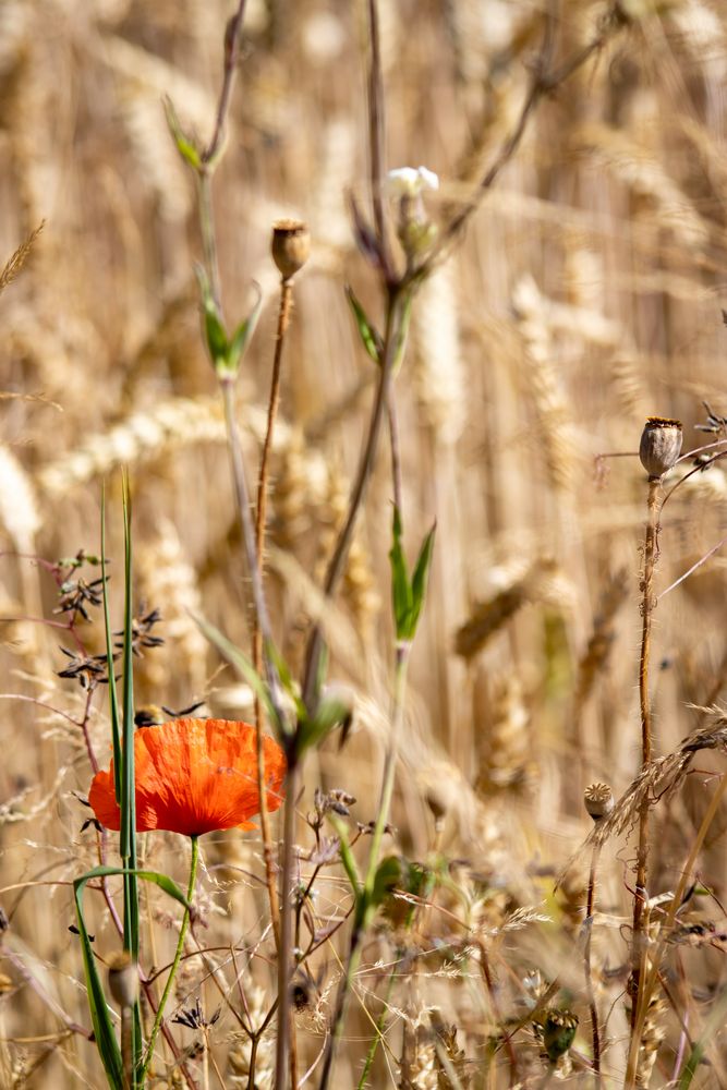 Poppy Foto & Bild | flower, nature, summer Bilder auf fotocommunity