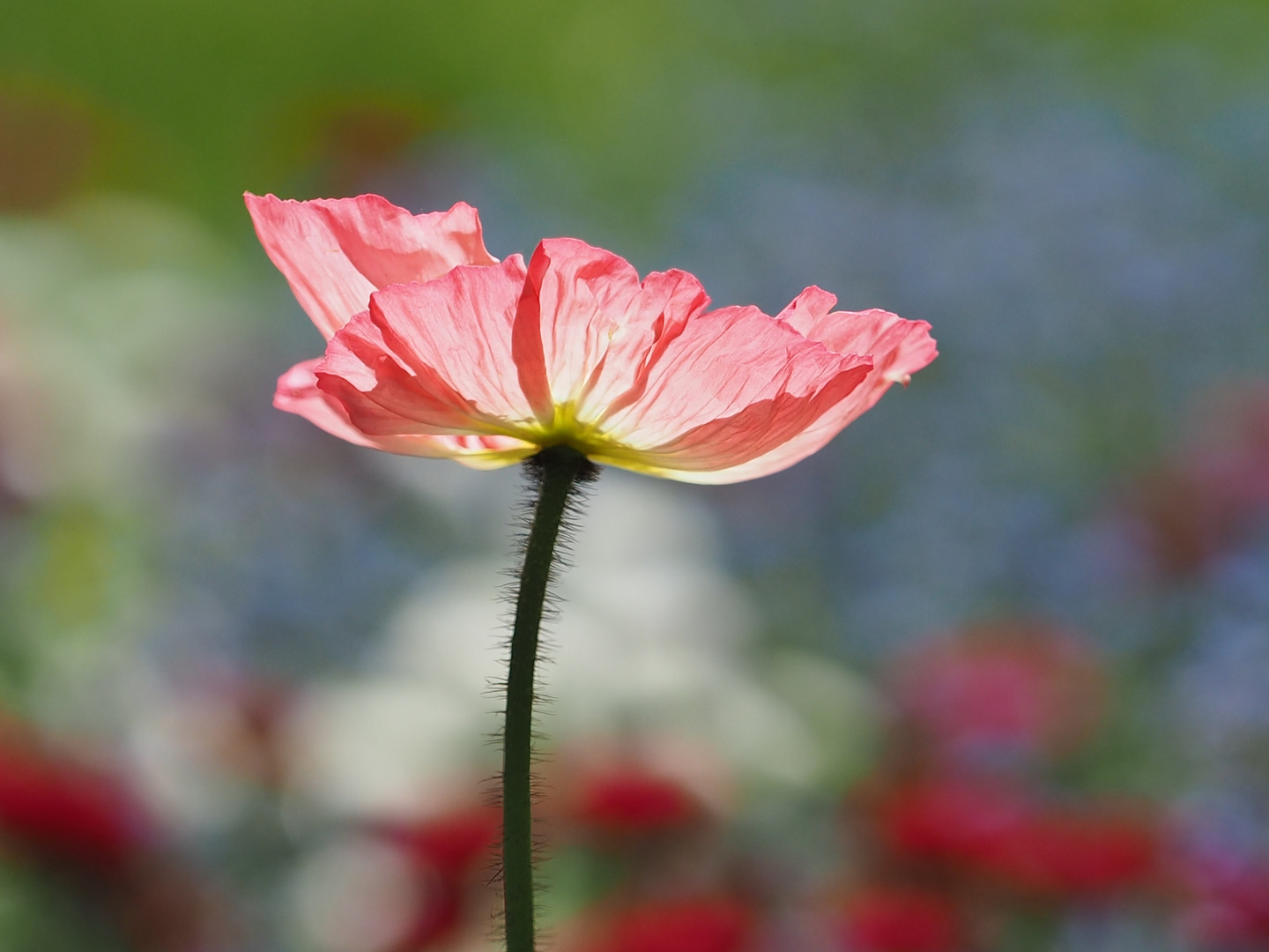 Poppy Foto & Bild | pflanzen, pilze & flechten, blüten- & kleinpflanzen ...