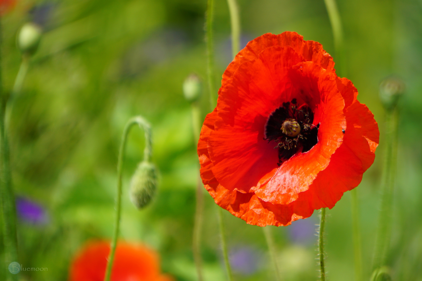 Poppy Foto & Bild | pflanzen, pilze & flechten, blüten- & kleinpflanzen ...