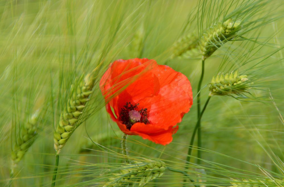 Poppy Foto & Bild | pflanzen, pilze & flechten, blüten- & kleinpflanzen ...