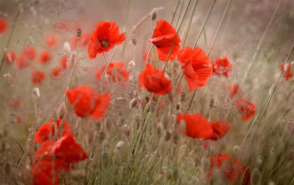 POPPY BLOSSOMS [03|COLOR] Foto & Bild | art, spezial, rot Bilder auf ...