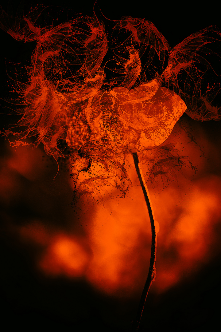 Poppy explosion Foto & Bild | spezial, makro, natur Bilder auf ...