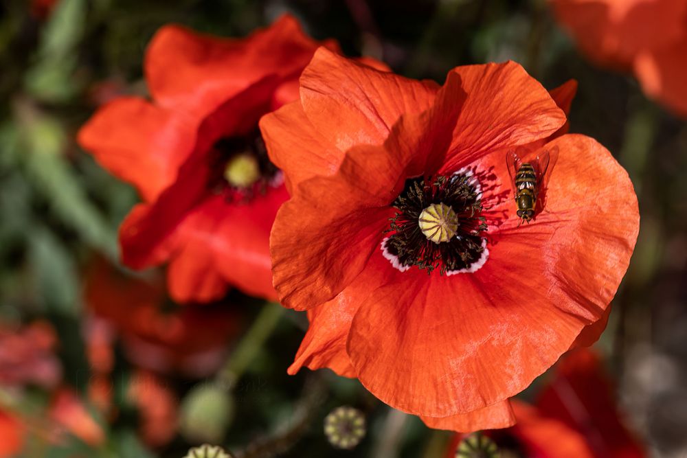 Poppy Foto & Bild | pflanzen, pilze & flechten, blüten- & kleinpflanzen ...