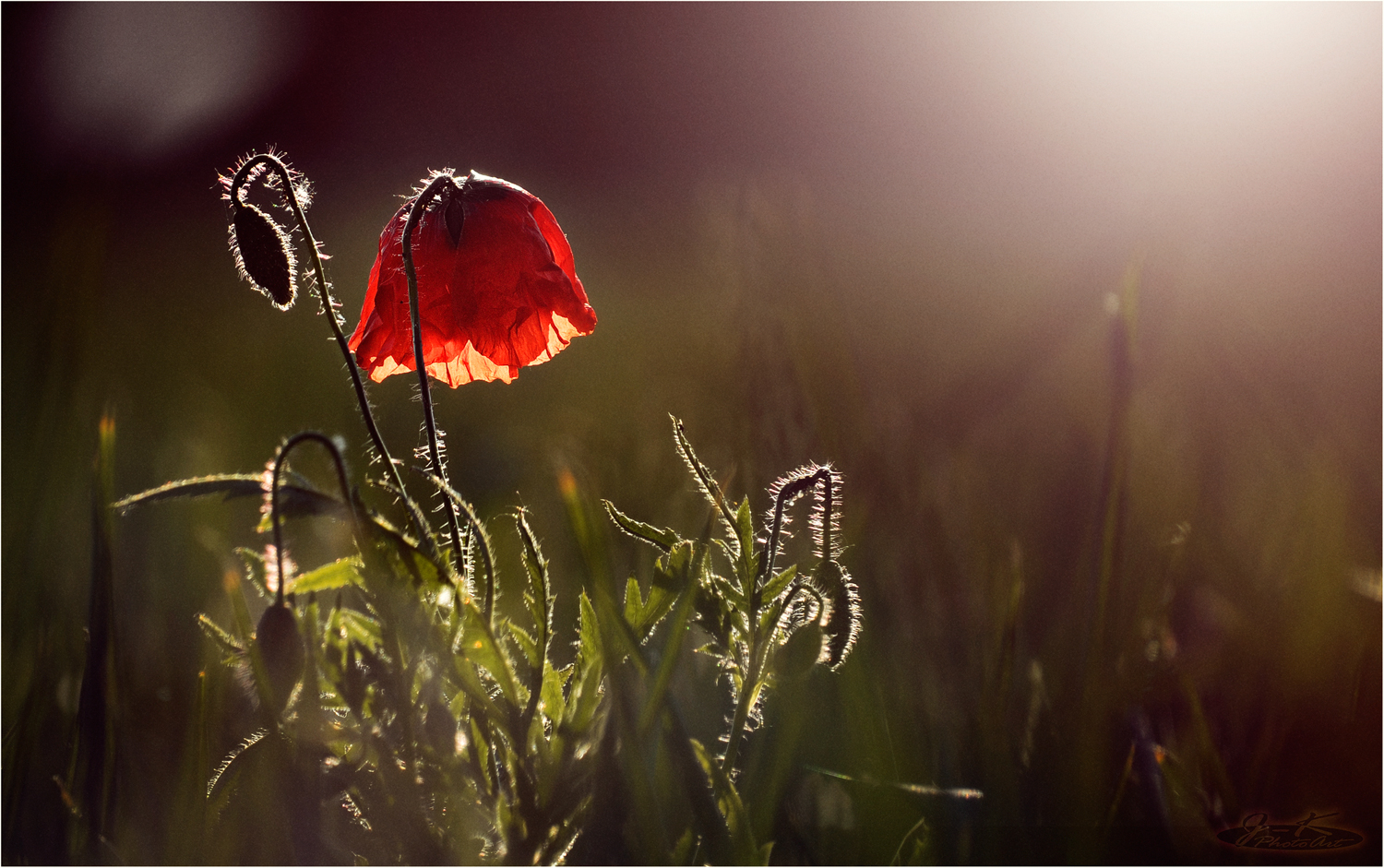 * Poppy * Foto & Bild | feld, natur, mohn Bilder auf fotocommunity