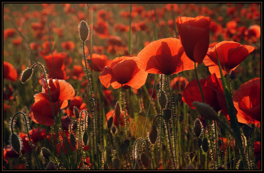 Poppy I Foto & Bild | sonstiges, techniken, kamera-techniken Bilder auf ...