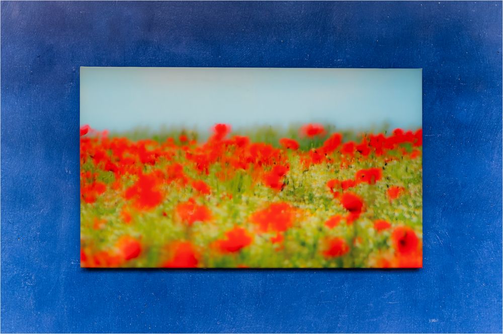 Poppy in blue field Foto & Bild | spezial, rot, blau Bilder auf ...