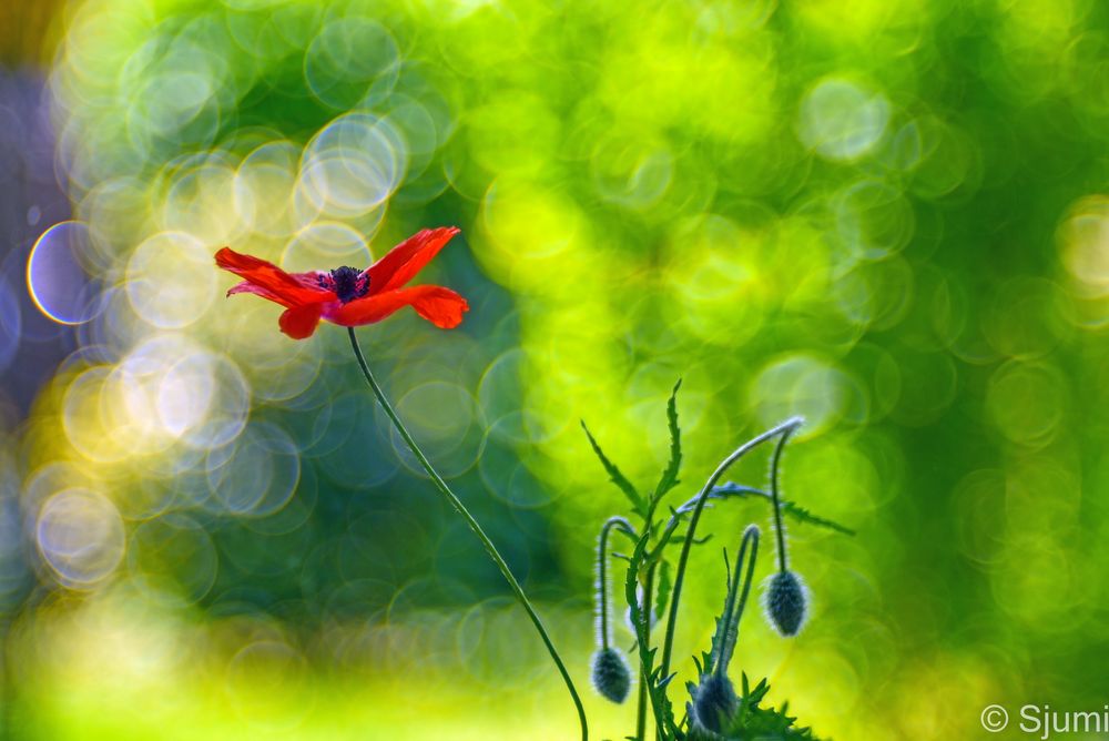 Poppy light magic ! Foto & Bild | makro, natur, morgenlicht Bilder auf ...