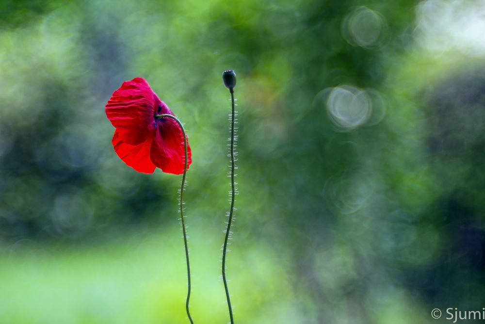 Poppy light magic Foto & Bild | stillleben, pflanzen, pilze & flechten ...