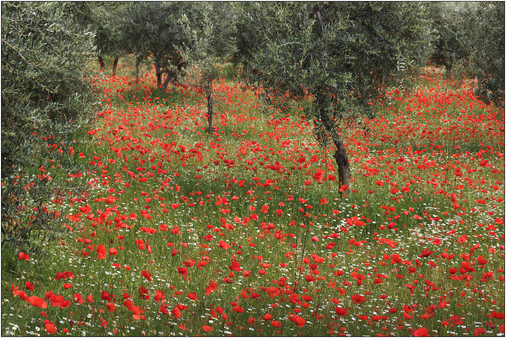 poppy power Foto & Bild | landschaft, kulturlandschaften, verbleibend ...