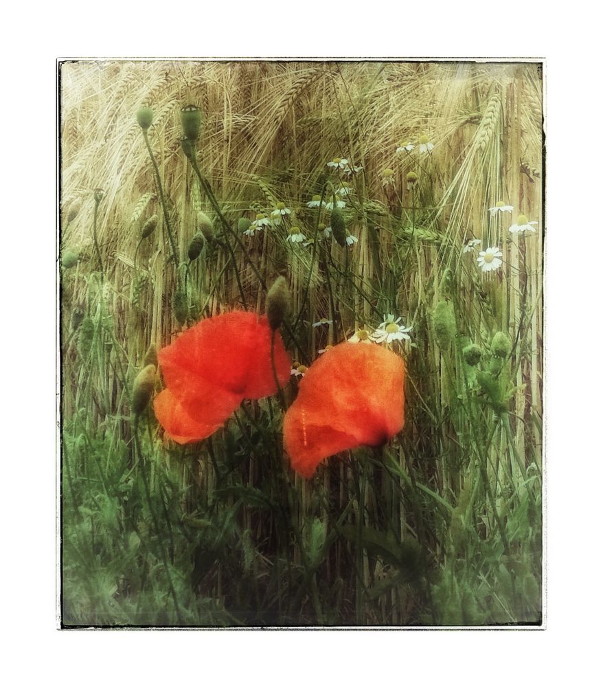 Poppy Power Foto & Bild | sommer, feld, natur Bilder auf fotocommunity