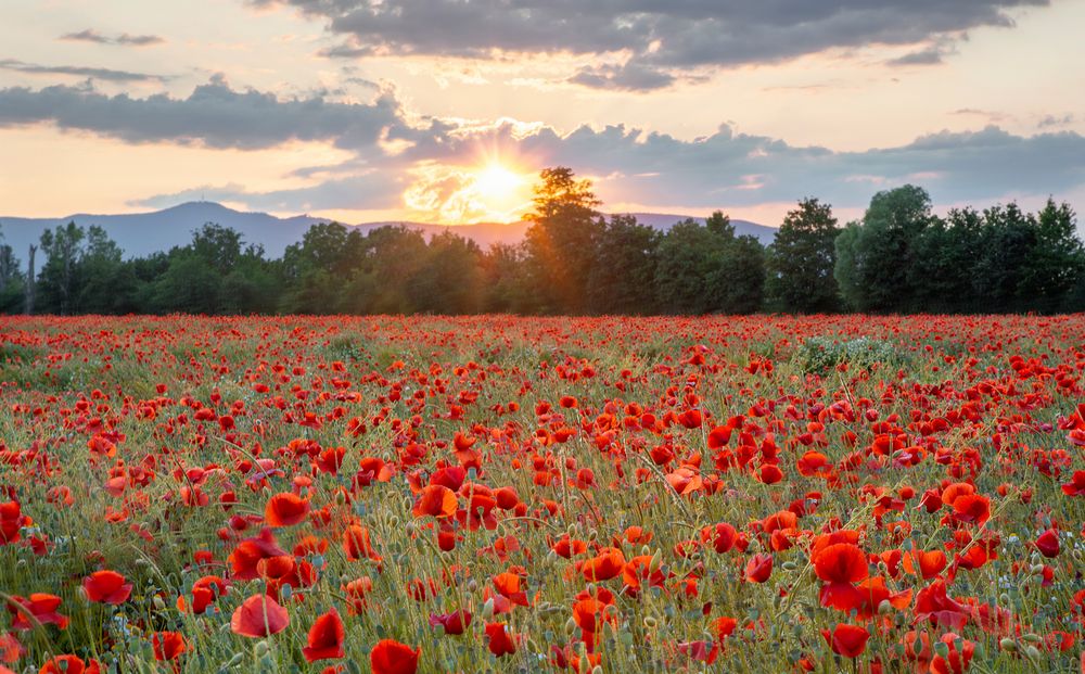 Poppy sunset* Foto & Bild | landschaft, lebensräume, sonnenuntergang Bilder auf fotocommunity
