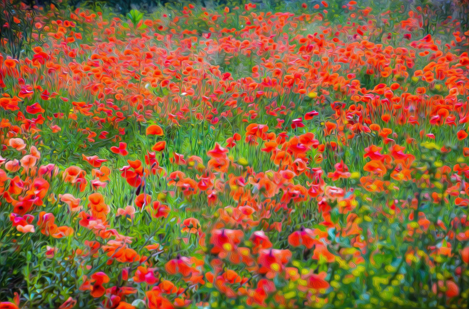 Poppy Time ... Foto & Bild | pflanzen, pilze & flechten, blüten ...