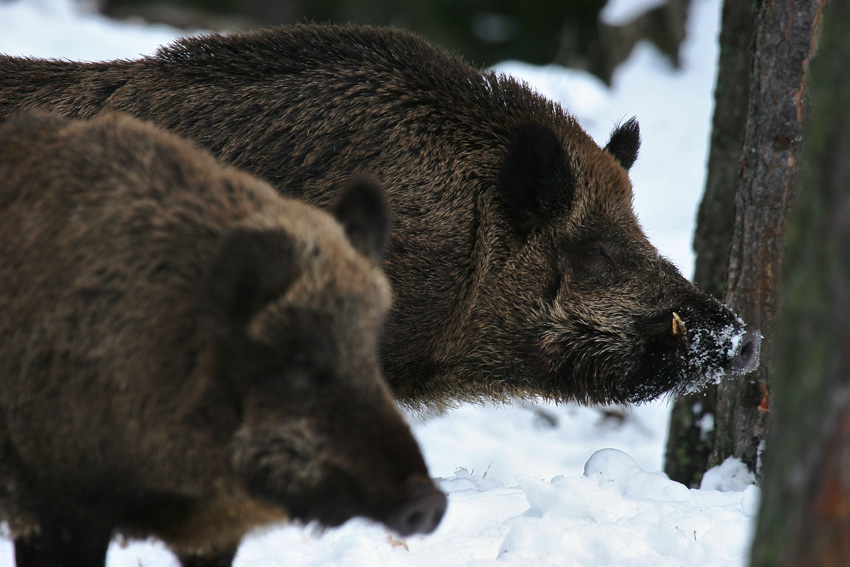 Porc Senglar Imagen & Foto | animales, animales salvajes, wild life ...
