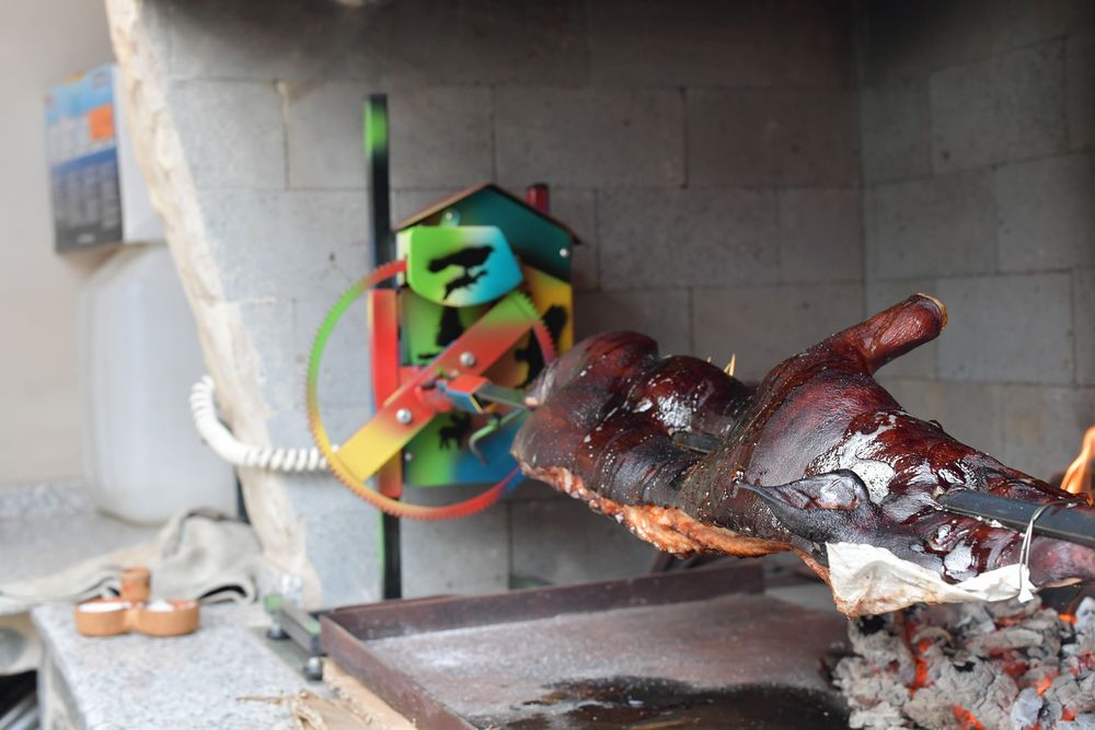 porceddu Foto % Immagini| animali, animali allo stato libero, campagna ...