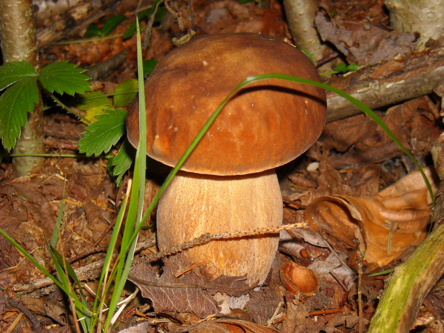 PORCINO.....2012 Foto % Immagini| piante, fiori e funghi, natura Foto ...