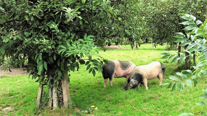 Basse-cour et élevage Images & Photos