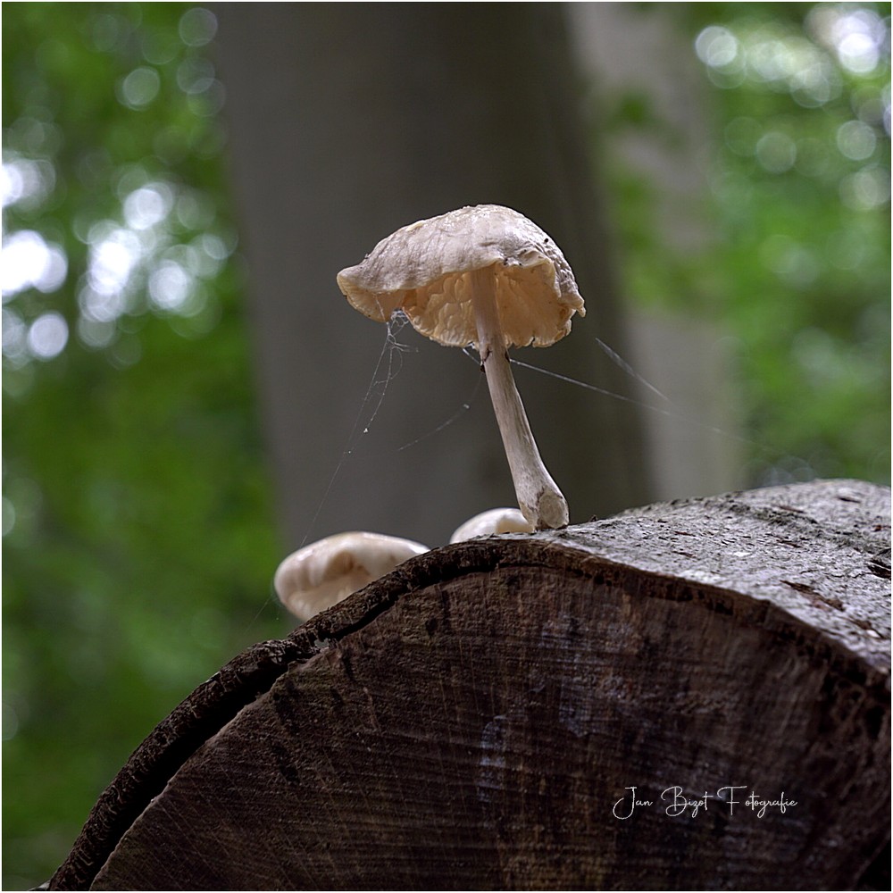 Porseleinzwam9-10-2024 (3) Foto & Bild | pflanzen, pilze & flechten, pilze & flechten, pilze ...