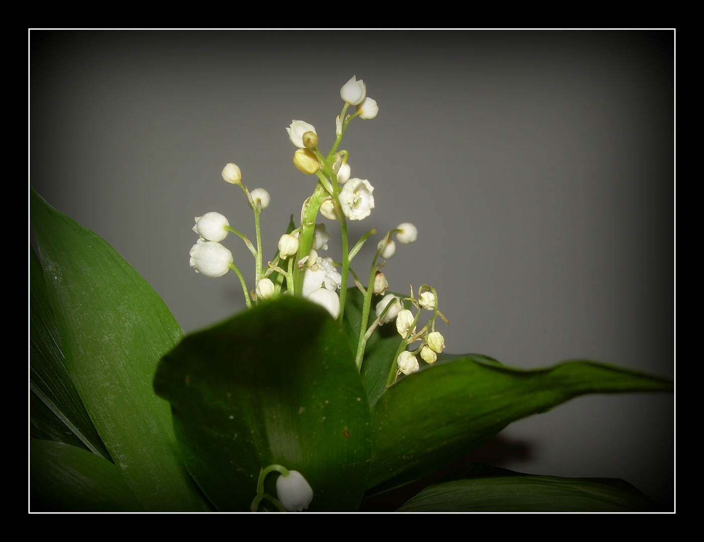 Porte Chance photo et image | fleurs, nature Images fotocommunity