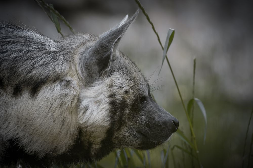Porträt einer Hyäne Foto & Bild | tiere, zoo, wildpark & falknerei ...