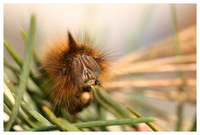 Porträt einer Raupe Foto & Bild | tiere, wildlife, schmetterlinge ...