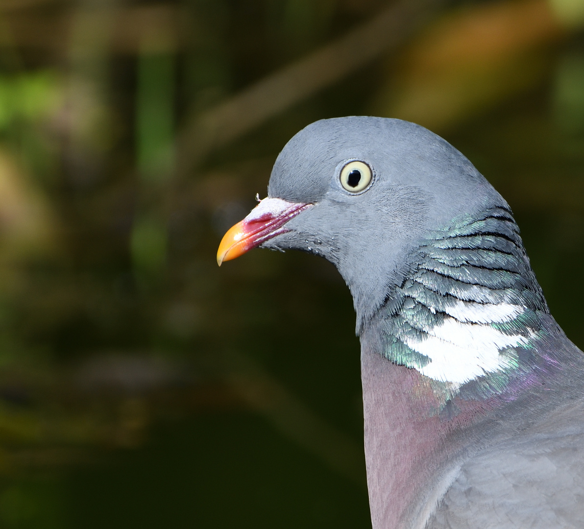 Porträt einer Ringeltaube Foto & Bild | tiere, wildlife, wild lebende ...