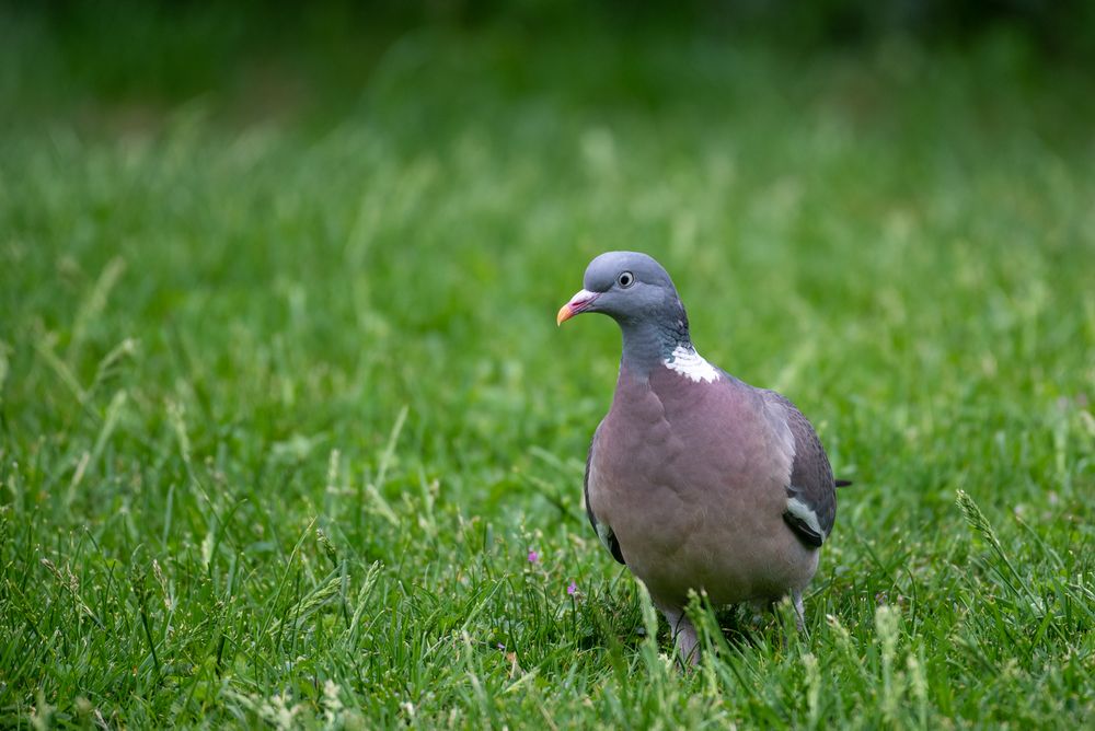 Porträt einer Taube Foto & Bild | tiere, wildlife, wild lebende vögel ...