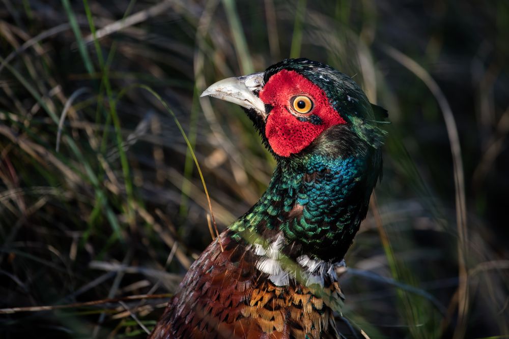 Porträt eines Fasan Foto & Bild | natur, vogel, insel Bilder auf ...