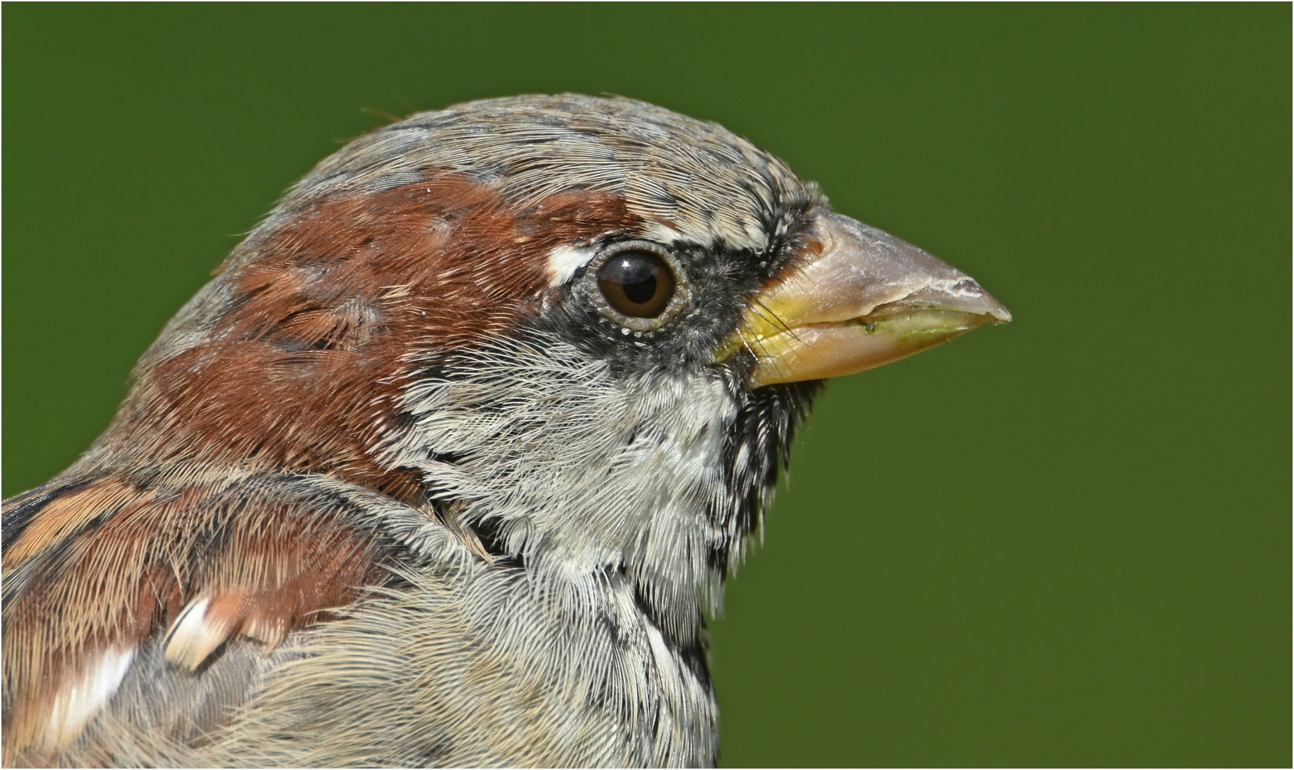 Porträt - Haussperling Foto & Bild | nature, natur, sperlinge Bilder ...