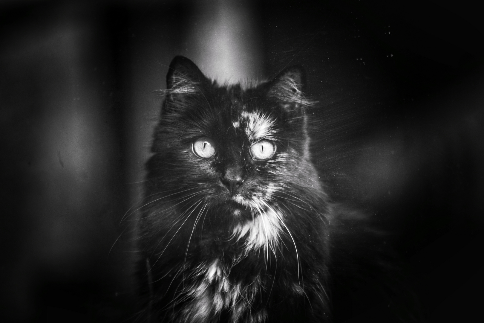 Porträt Katze Foto & Bild | youth, natur, portrait Bilder auf fotocommunity