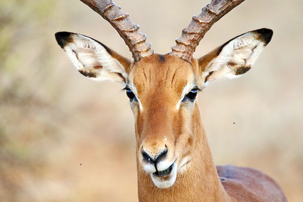 Portrait Foto & Bild | natur, paarhufer, afrika Bilder auf fotocommunity