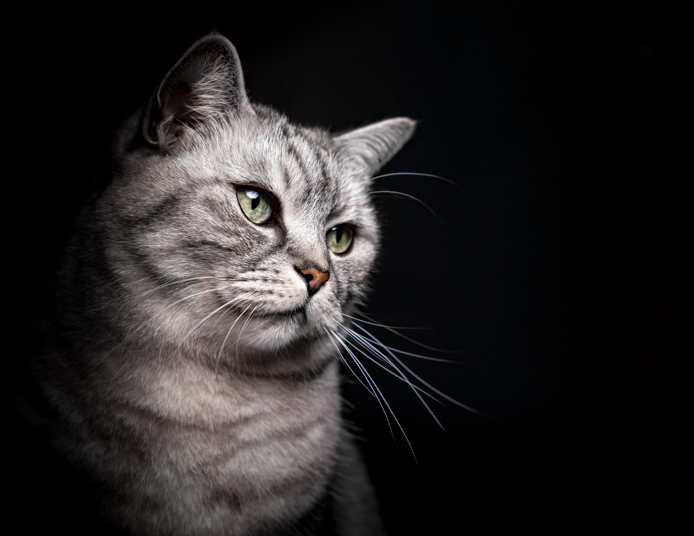 Portrait Foto & Bild | tiere, haustiere, katzen Bilder auf fotocommunity