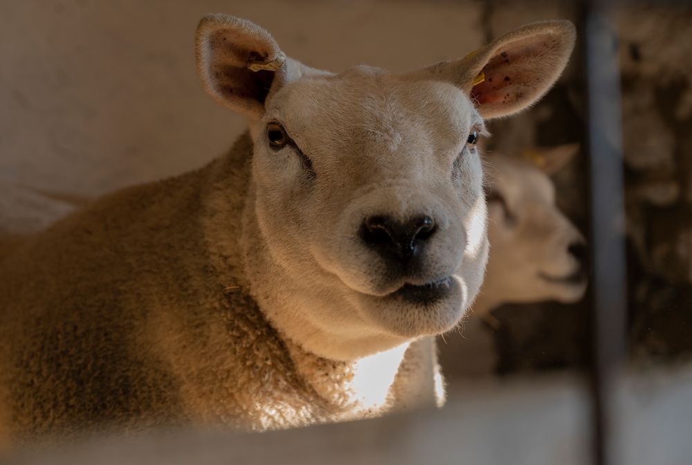 Portrait Foto & Bild | tiere, haustiere Bilder auf fotocommunity