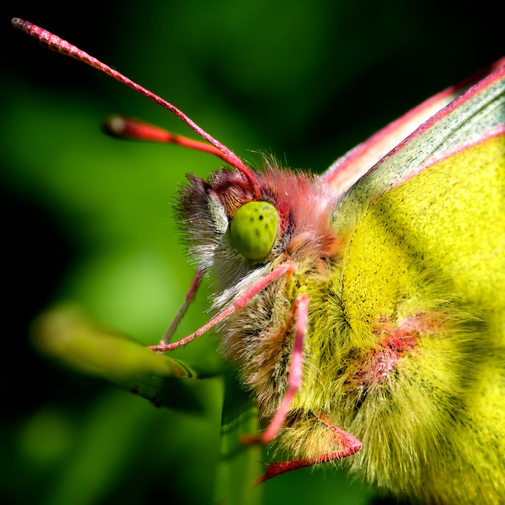 Portrait Foto % Immagini| macro e close up, macro di insetti, natura ...
