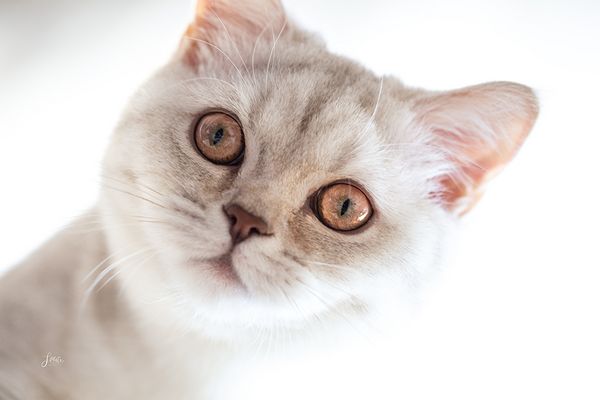 Katzen, Katzenbilder, Katzenfotos