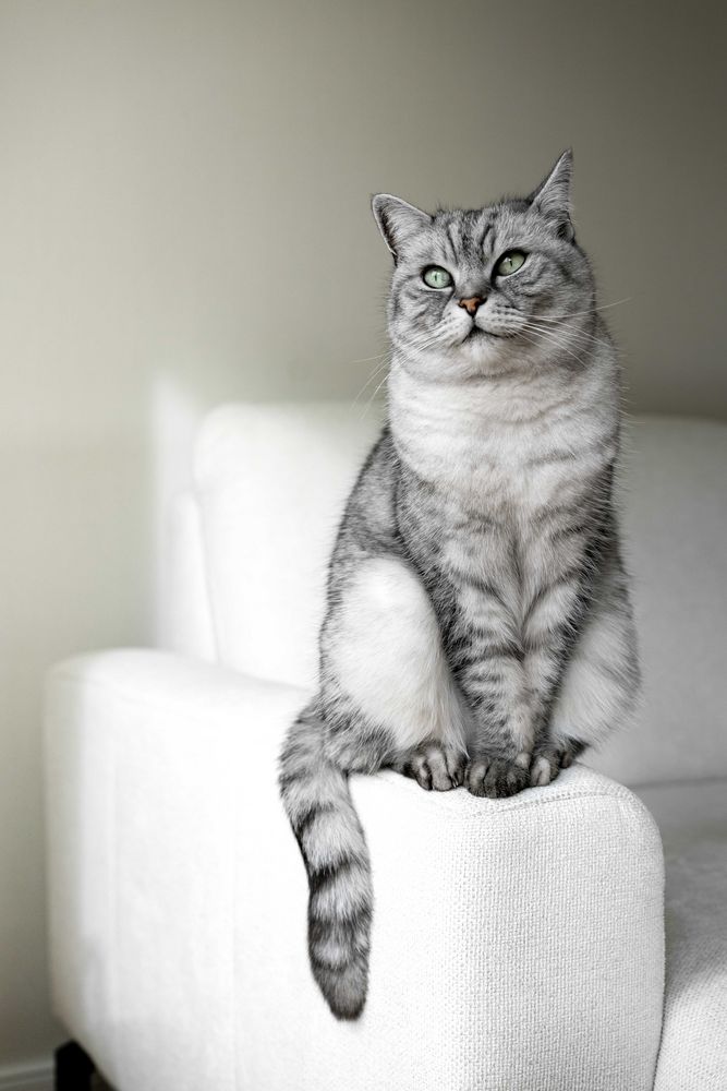 Portrait Foto & Bild | tiere, haustiere, katzen Bilder auf fotocommunity