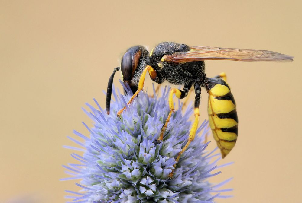 Portrait Foto & Bild | insekten, natur Bilder auf fotocommunity