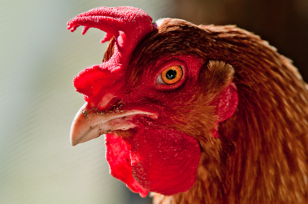 Portrait à la basse-cour photo et image | animaux, animaux domestiques ...