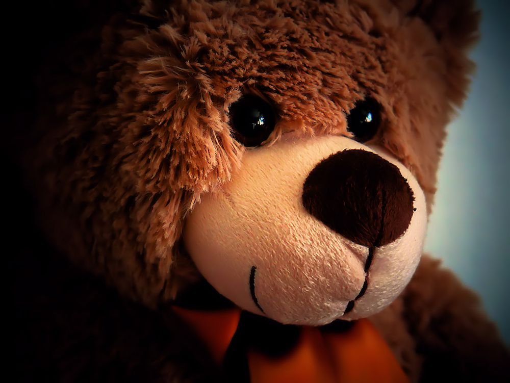 Portrait Bär Foto & Bild | spielzeug, portrait, stillleben Bilder auf ...