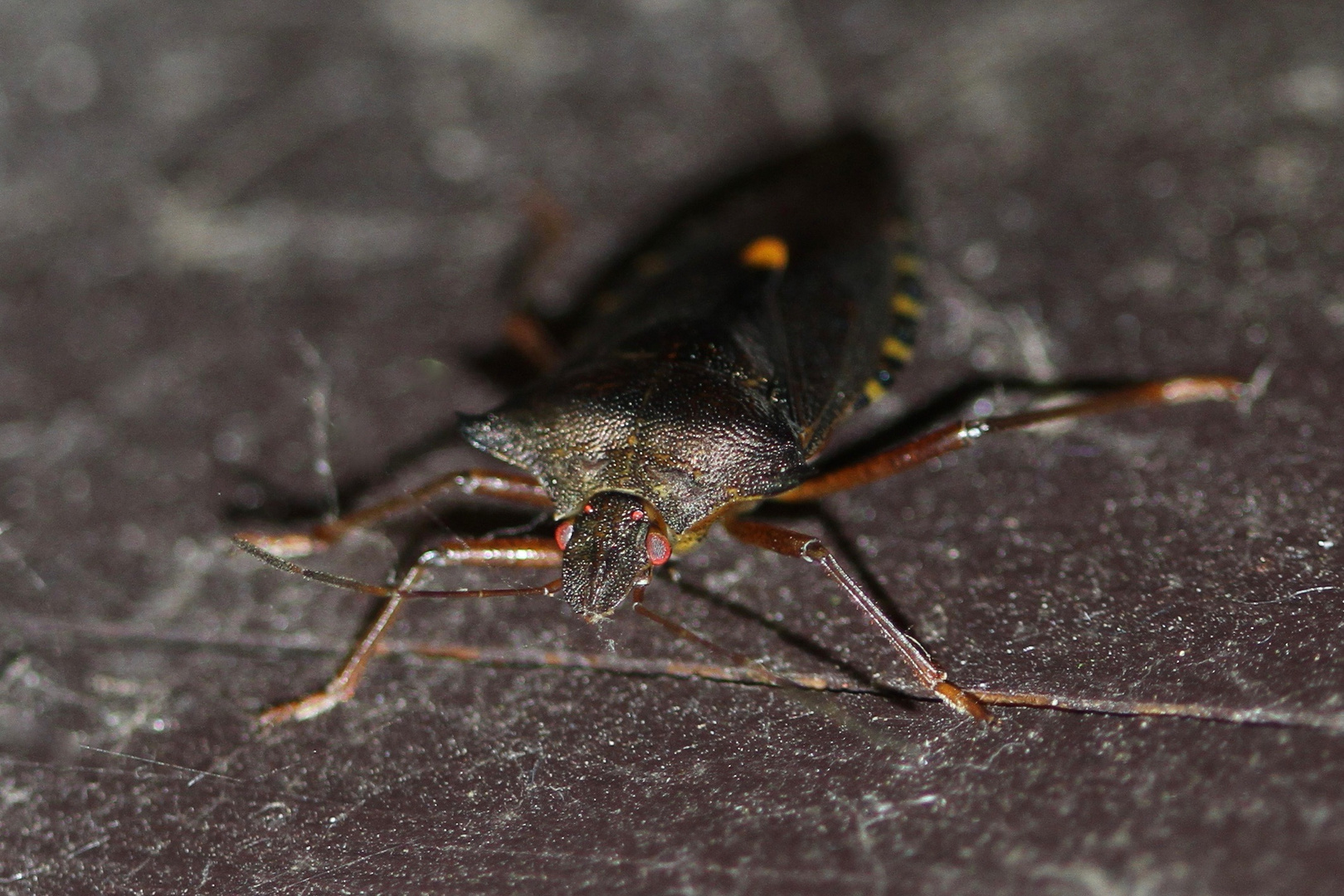 Portrait - Baumwanze Foto & Bild | natur, insekten, tiere Bilder auf ...