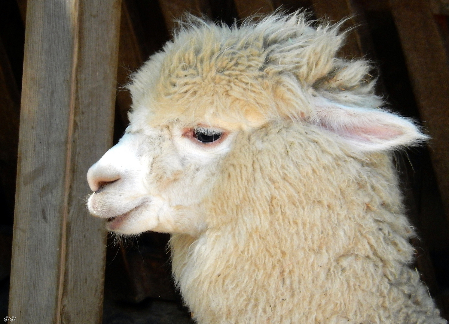 Portrait d'alpaga photo et image | animaux, zoo et animaux en captivité ...