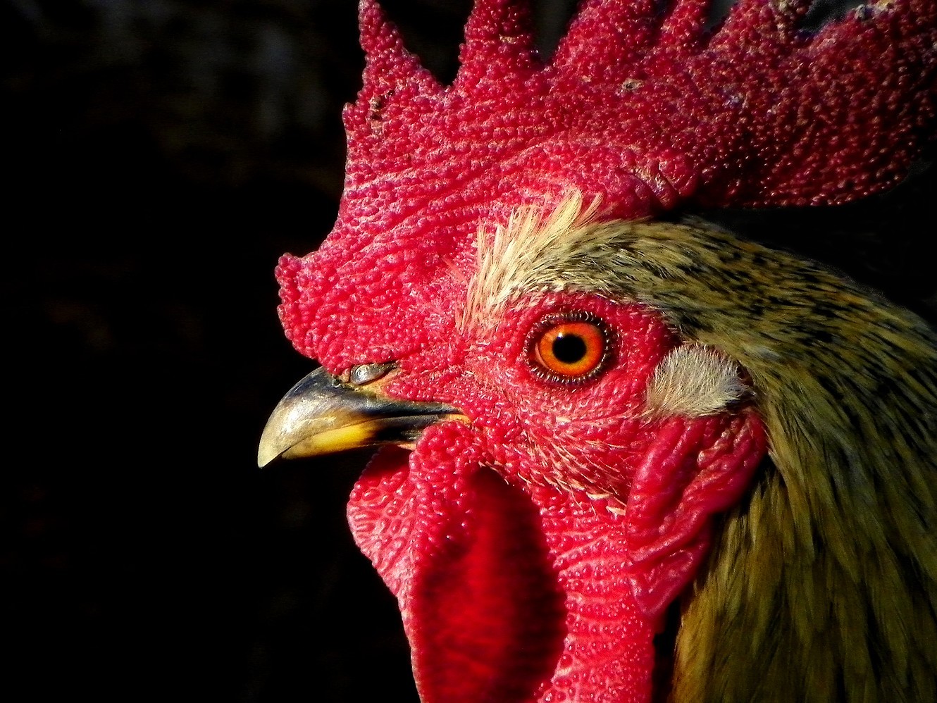 portrait de basse cour photo et image | animaux, animaux domestiques ...