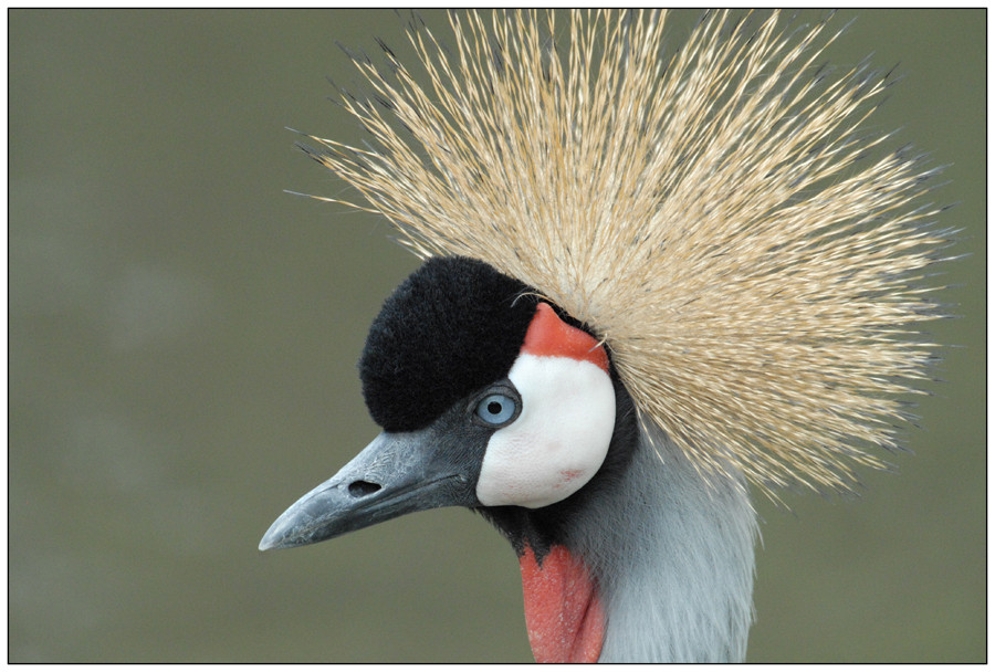 Portrait de la grue couronnée photo et image | animaux, animaux ...