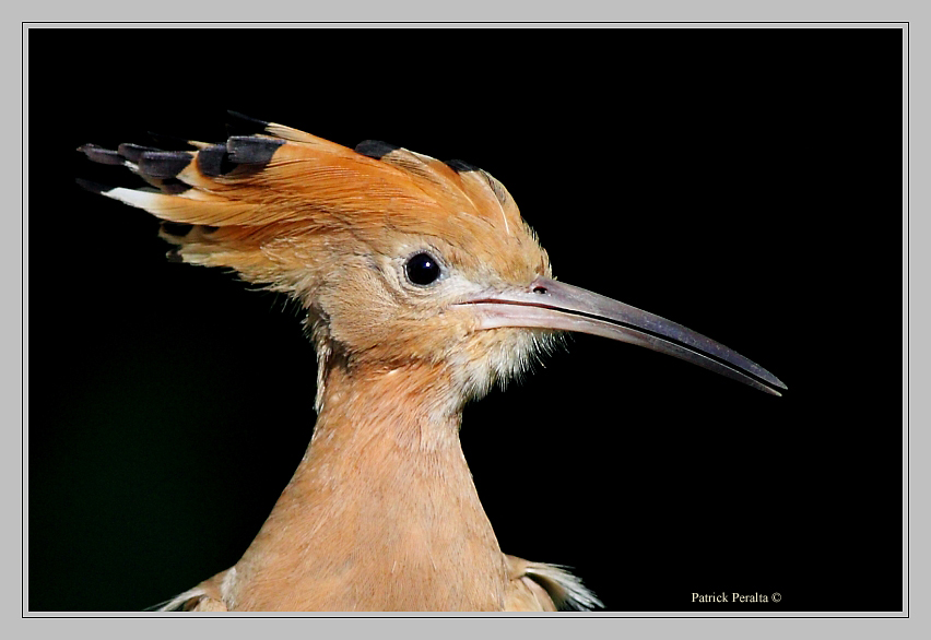 Portrait de la huppe fasciée photo et image | animaux, animaux sauvages ...
