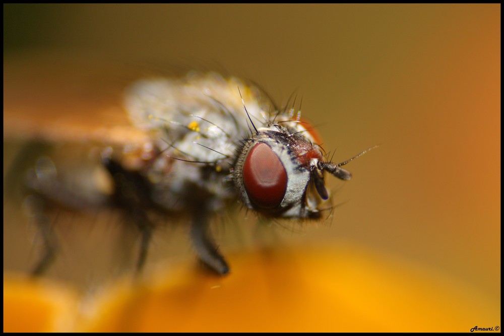 Portrait de la mouche. photo et image | macro nature, macro insectes ...
