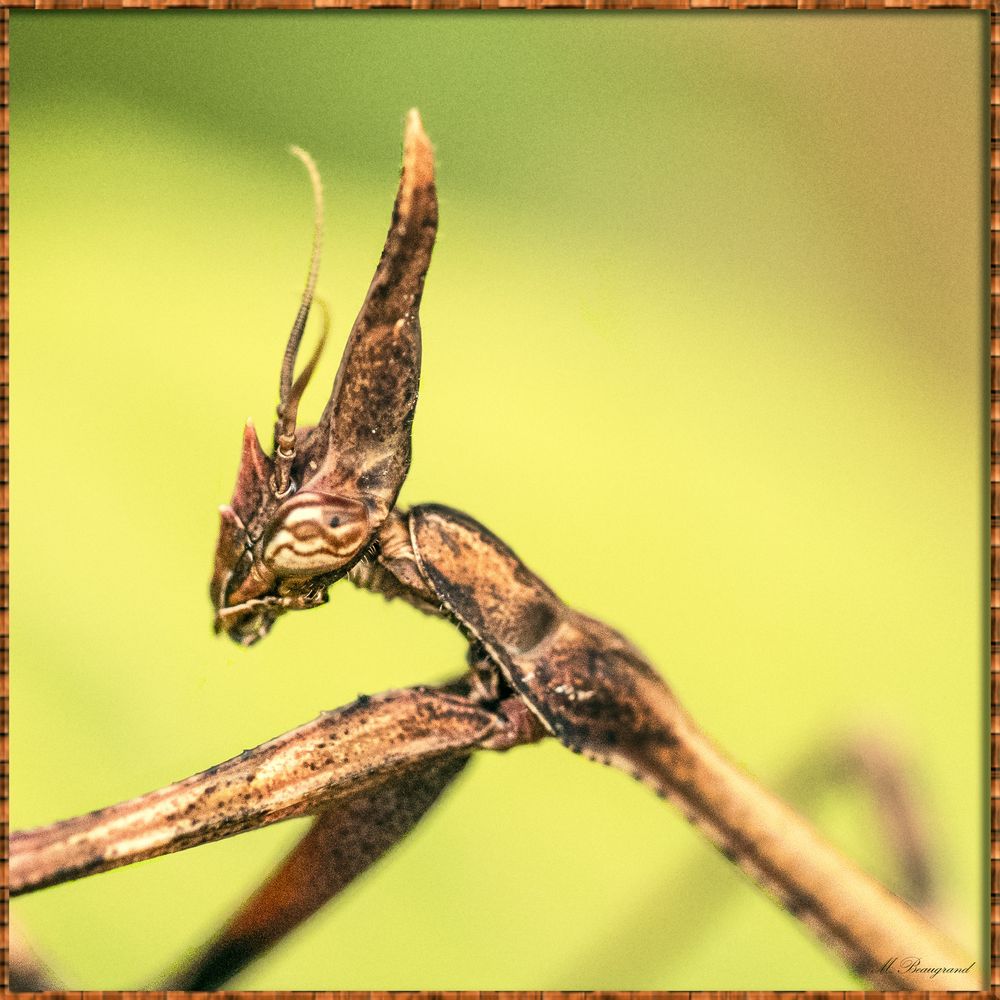 PORTRAIT DE PHASME photo et image | nature, macro, portrait Images fotocommunity