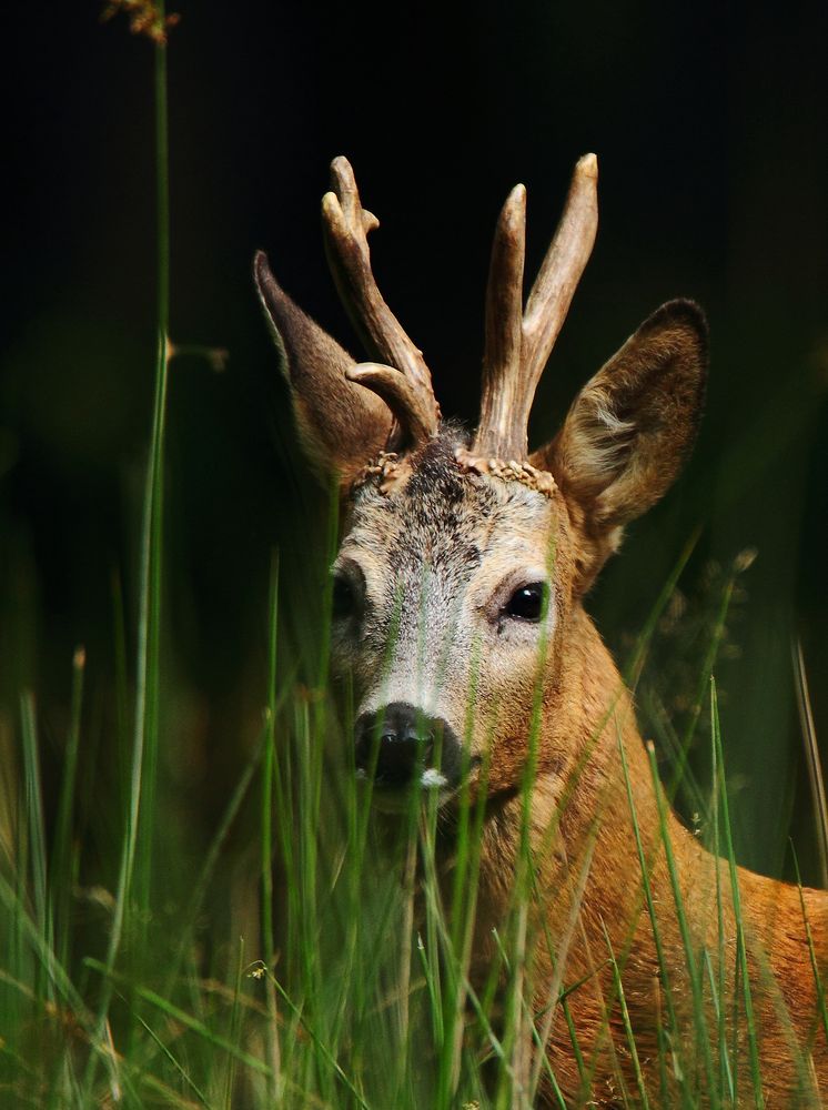 portrait du chevreuil photo et image | nature, animaux, chevreuil ... portrait du chevreuil photo et image | nature, animaux, chevreuil ...